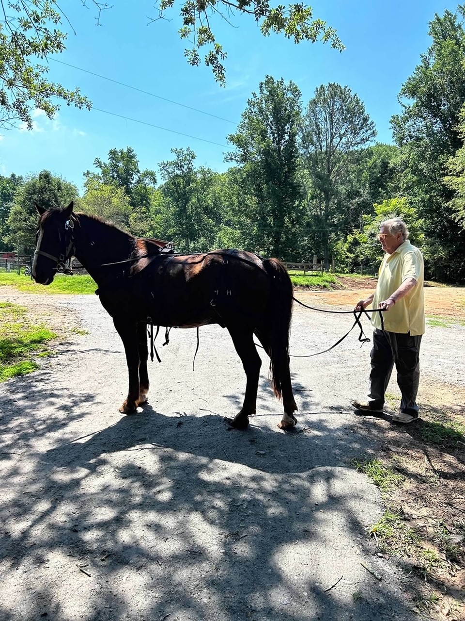 Workhorse Leadership for Executive Teams | WildeWood Farm